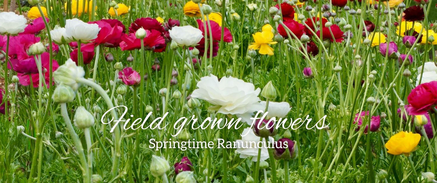 Lily and Rose Flowers – Seasonal flowers grown with love